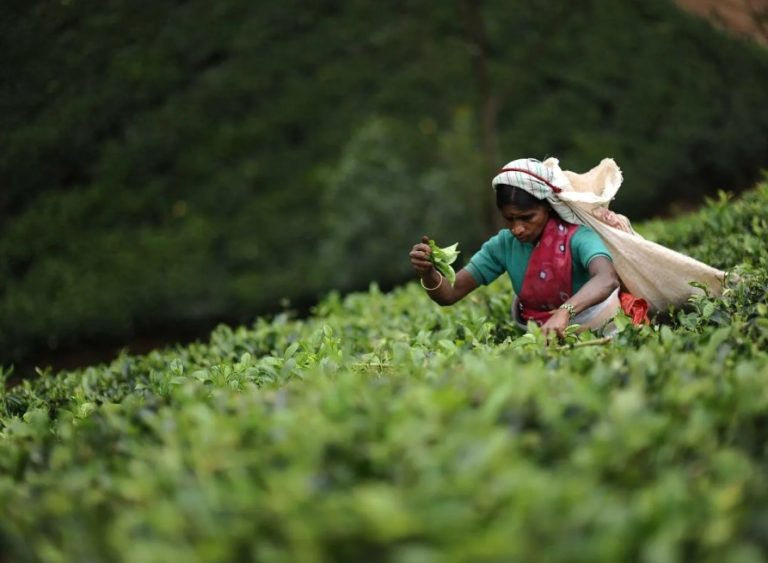 7 tea plantations in Sri Lanka: the best guide